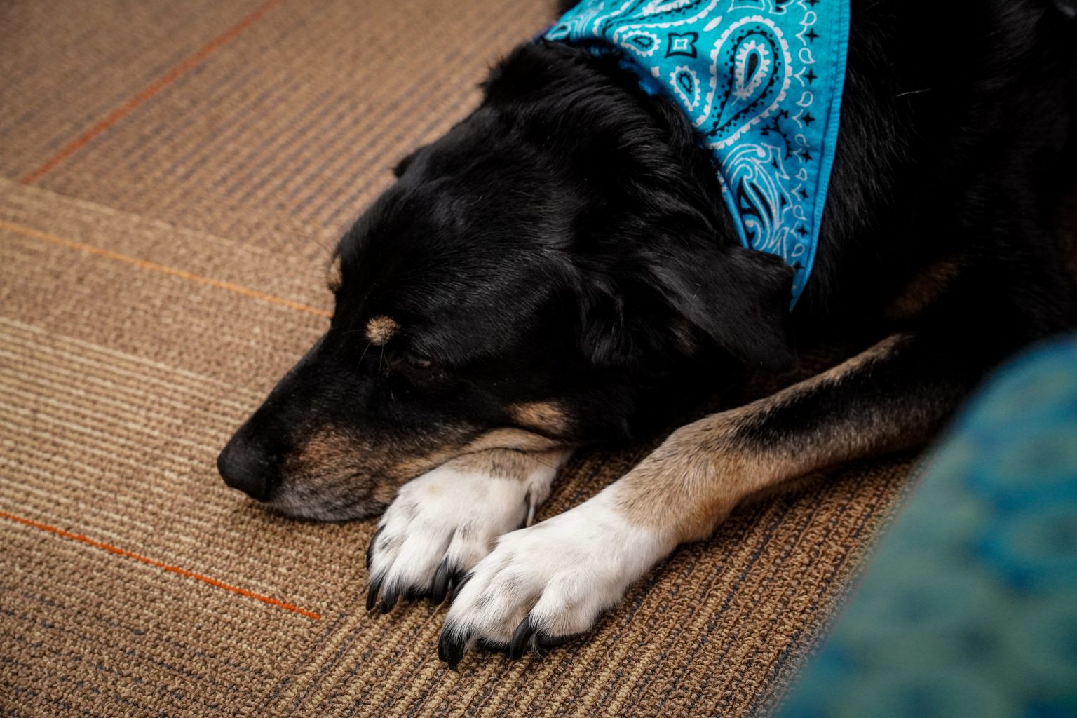 Paws and Relax held on DMC campuses – FOGHORN NEWS